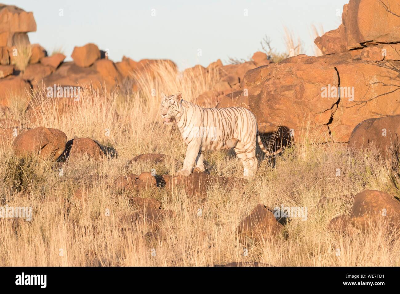 South Africa, Private reserve, Asian (Bengal) Tiger (Panthera tigris ...