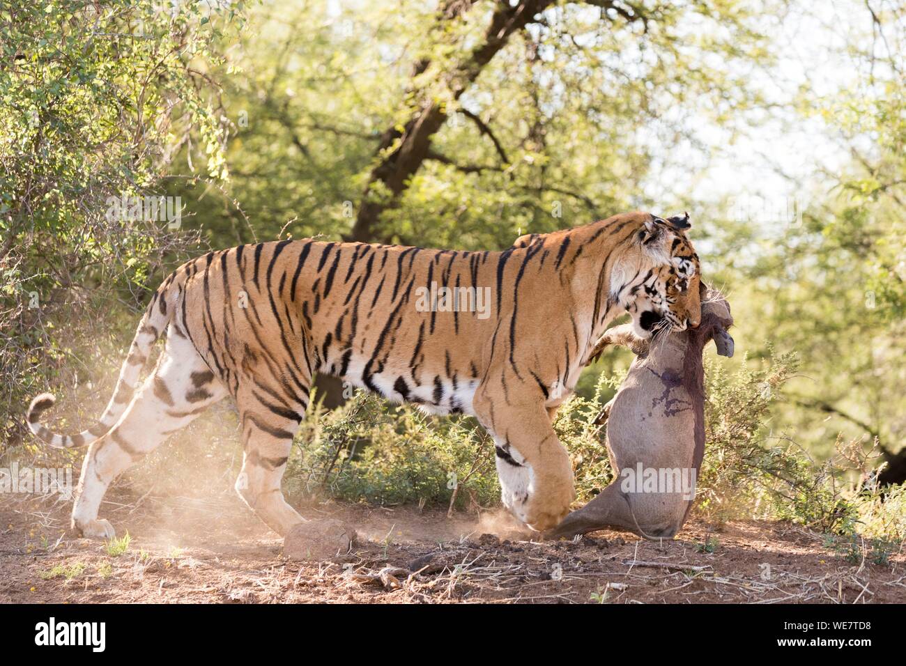 South Africa, Private reserve, Asian (Bengal) Tiger (Panthera tigris tigris), female adult with ...
