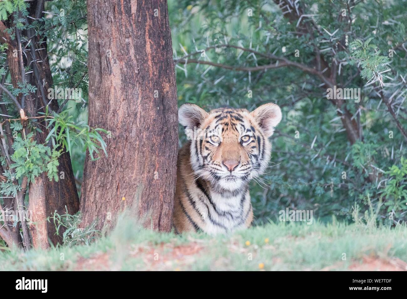 South Africa, Private reserve, Asian (Bengal) Tiger (Panthera tigris ...