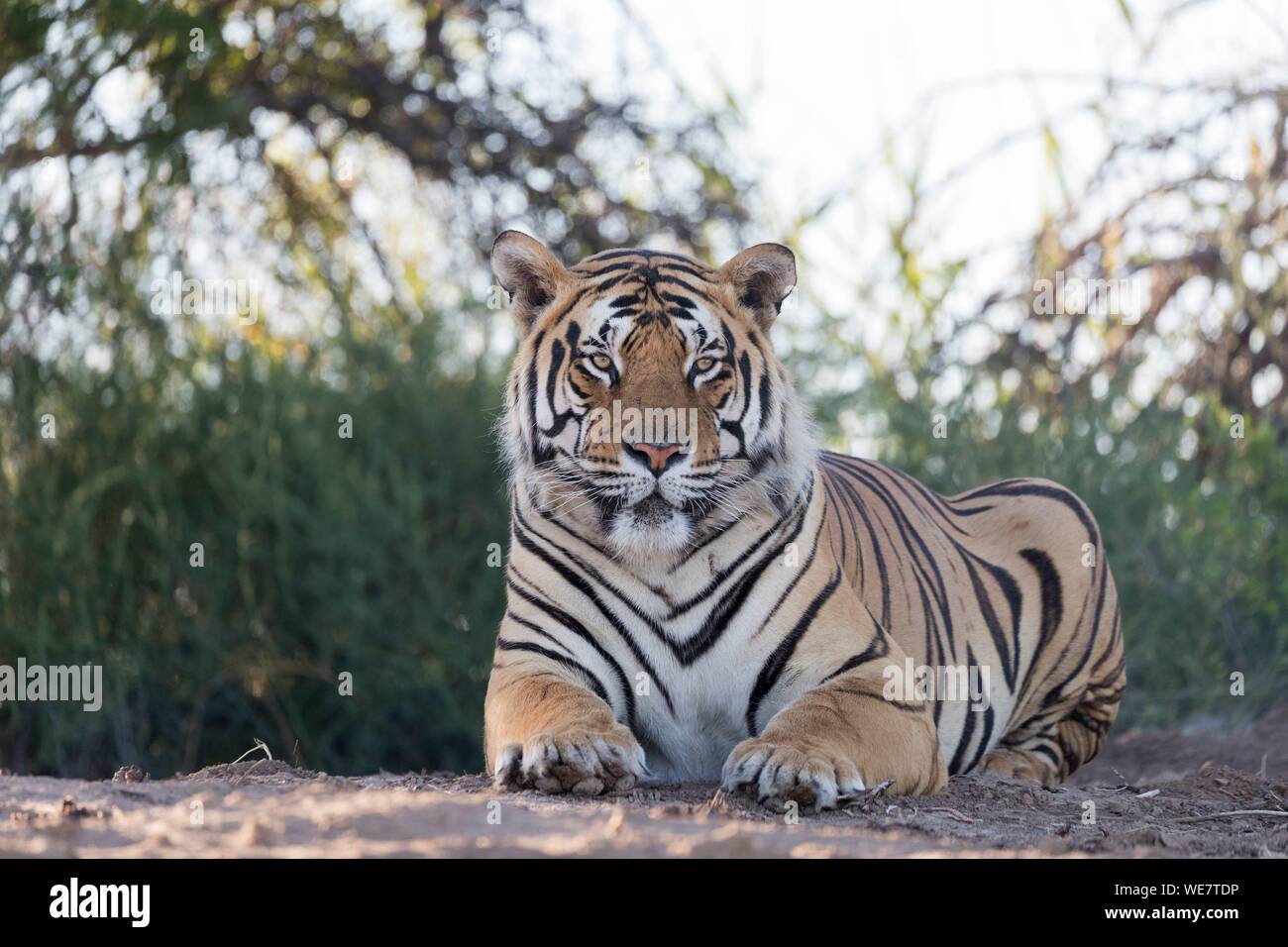 South Africa, Private reserve, Asian (Bengal) Tiger (Panthera tigris ...