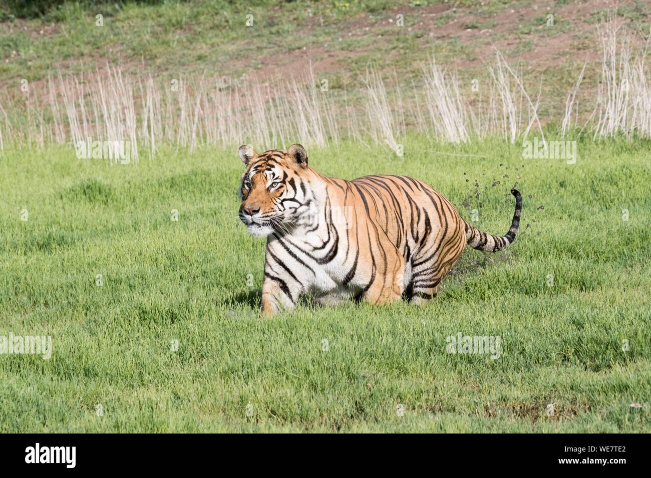 South Africa, Private reserve, Asian (Bengal) Tiger (Panthera tigris ...