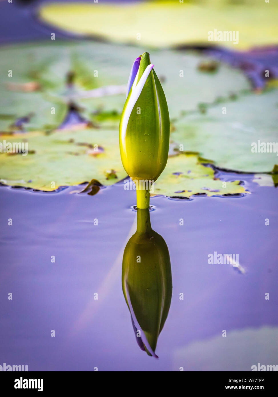 Lilly water hi-res stock photography and images - Alamy