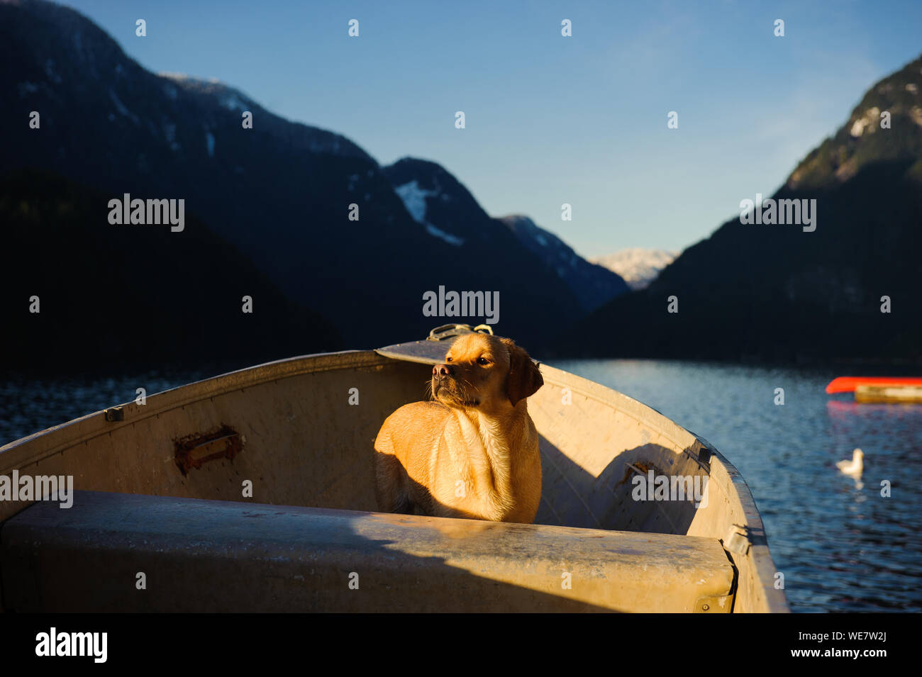 Labrador sea hi-res stock photography and images - Alamy