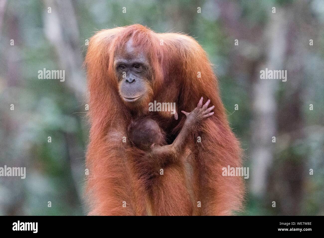 Indonesia, Borneo, Tanjung Puting National Park, Bornean orangutan ...
