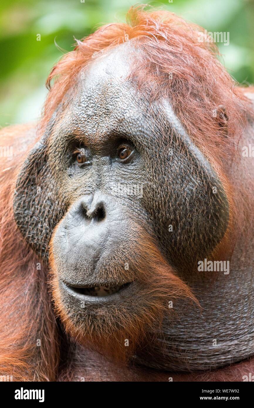 Indonesia, Borneo, Tanjung Puting National Park, Bornean orangutan ...