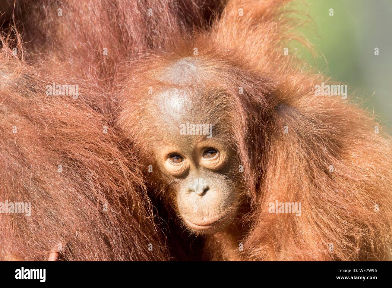 Indonesia, Borneo, Tanjung Puting National Park, Bornean orangutan ...