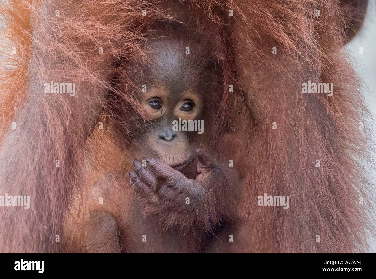 Borneo orangutan banana hi-res stock photography and images - Alamy