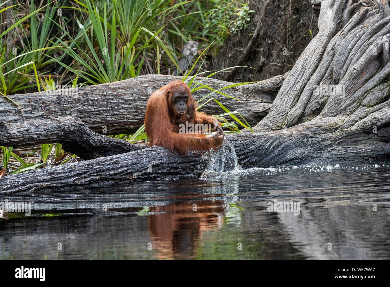 Indonesia, Borneo, Tanjung Puting National Park, Bornean orangutan ...