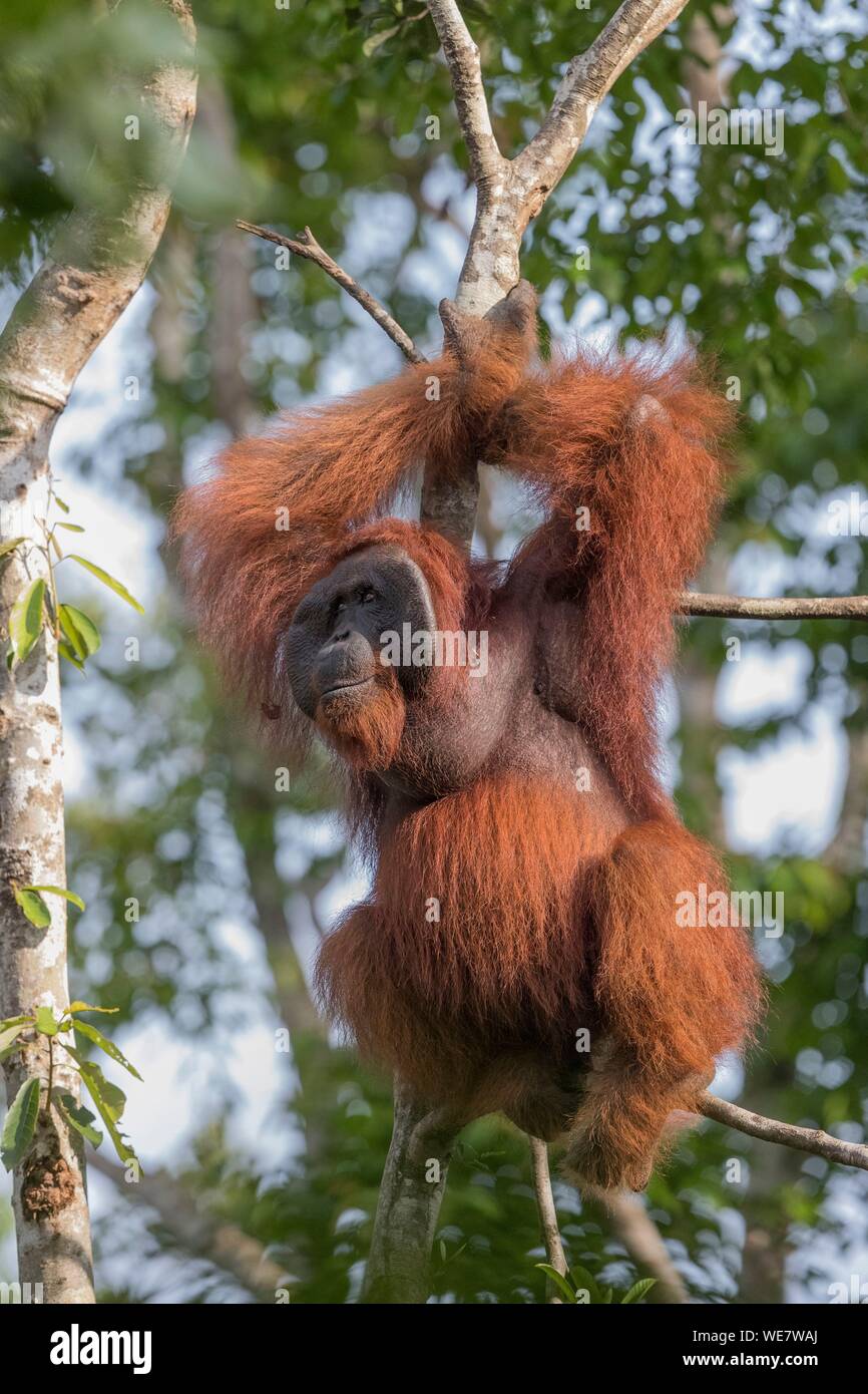 Indonesia, Borneo, Tanjung Puting National Park, Bornean orangutan ...