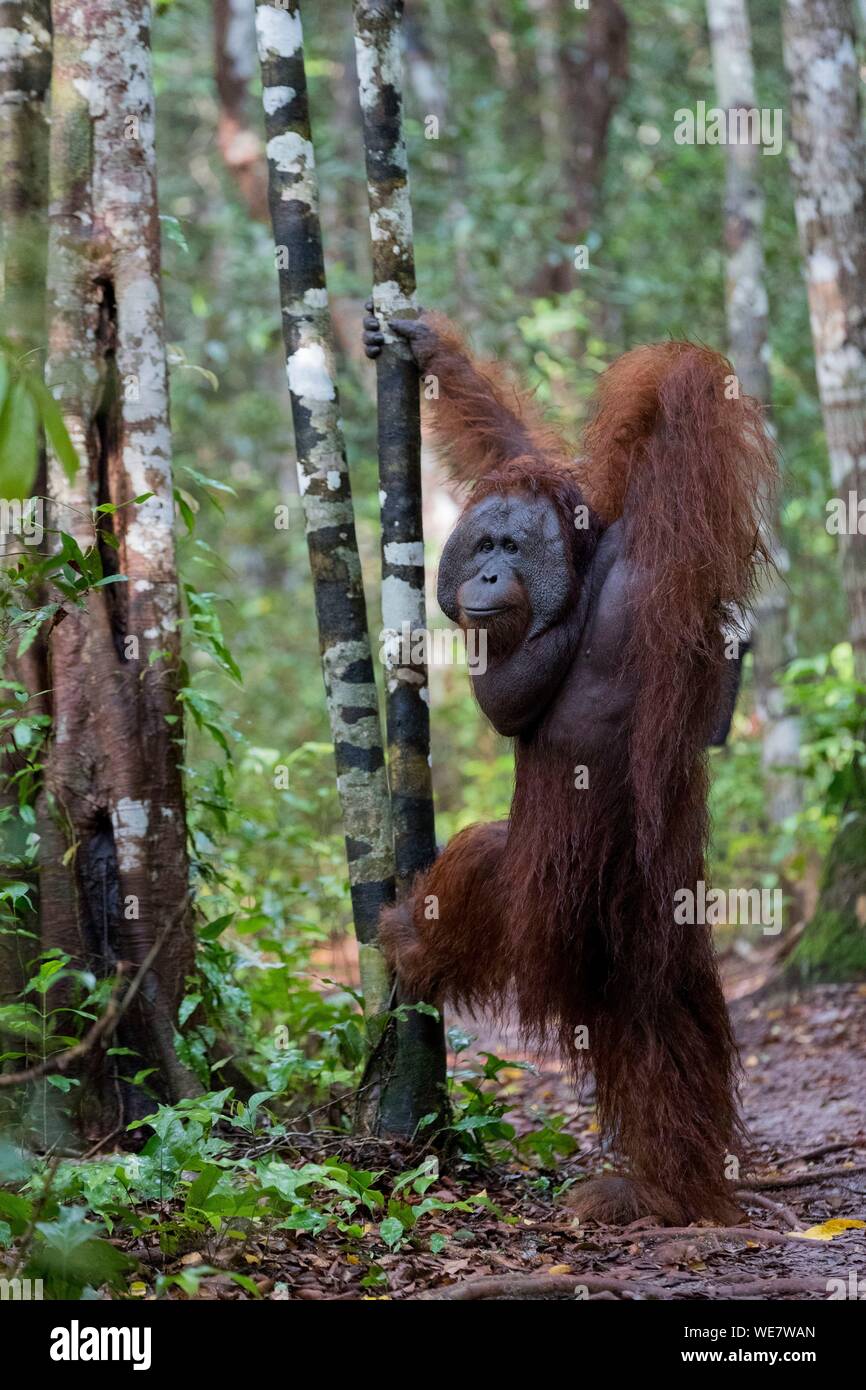 Indonesia, Borneo, Tanjung Puting National Park, Bornean orangutan ...