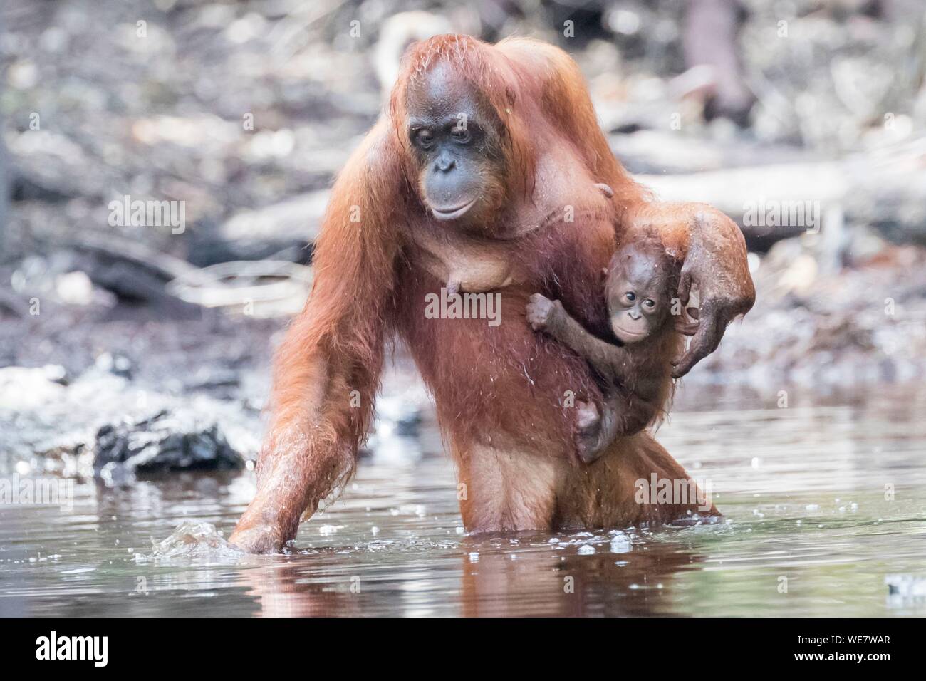 Indonesia, Borneo, Tanjung Puting National Park, Bornean orangutan ...
