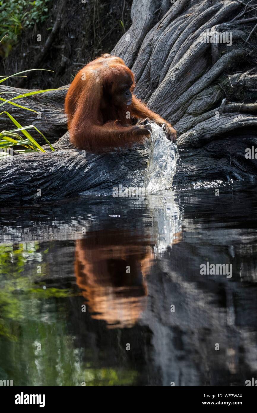 Indonesia, Borneo, Tanjung Puting National Park, Bornean orangutan ...