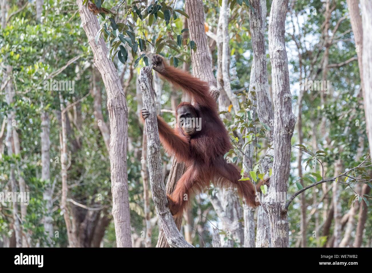 Indonesia, Borneo, Tanjung Puting National Park, Bornean orangutan ...