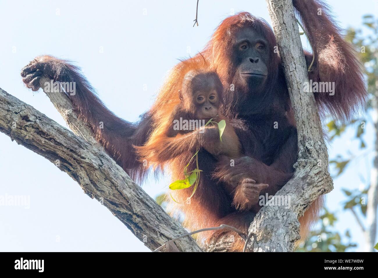 Indonesia, Borneo, Tanjung Puting National Park, Bornean orangutan ...