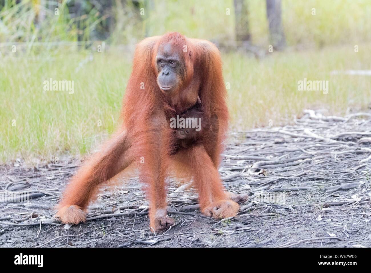 Indonesia, Borneo, Tanjung Puting National Park, Bornean orangutan ...
