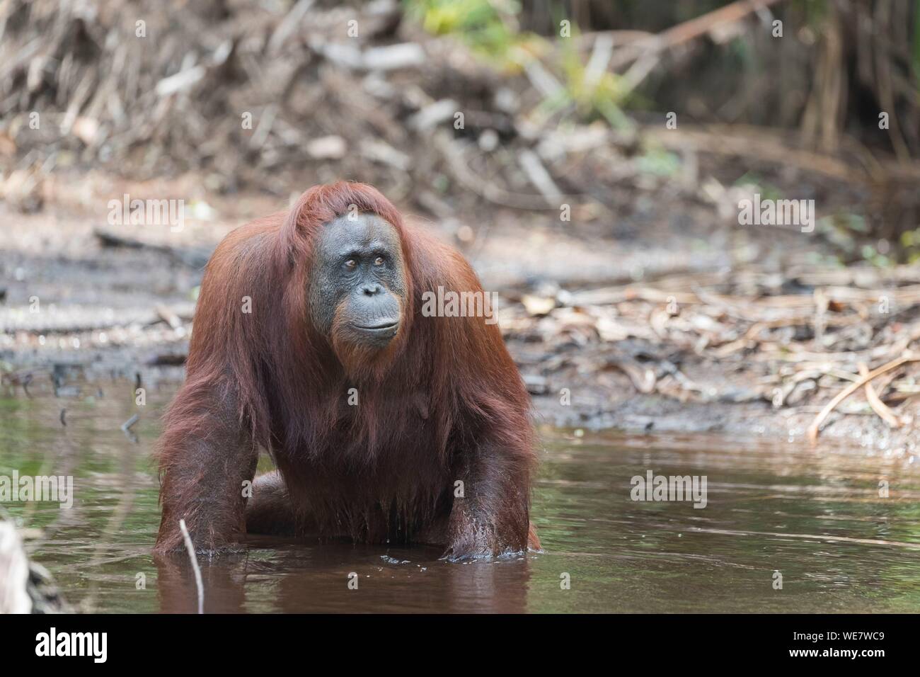 Indonesia, Borneo, Tanjung Puting National Park, Bornean orangutan ...