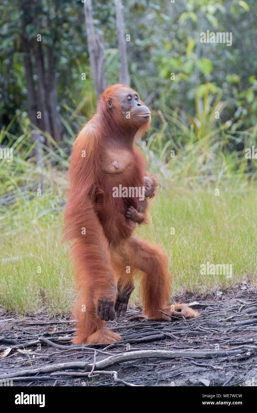 Orangutan standing hi-res stock photography and images - Alamy
