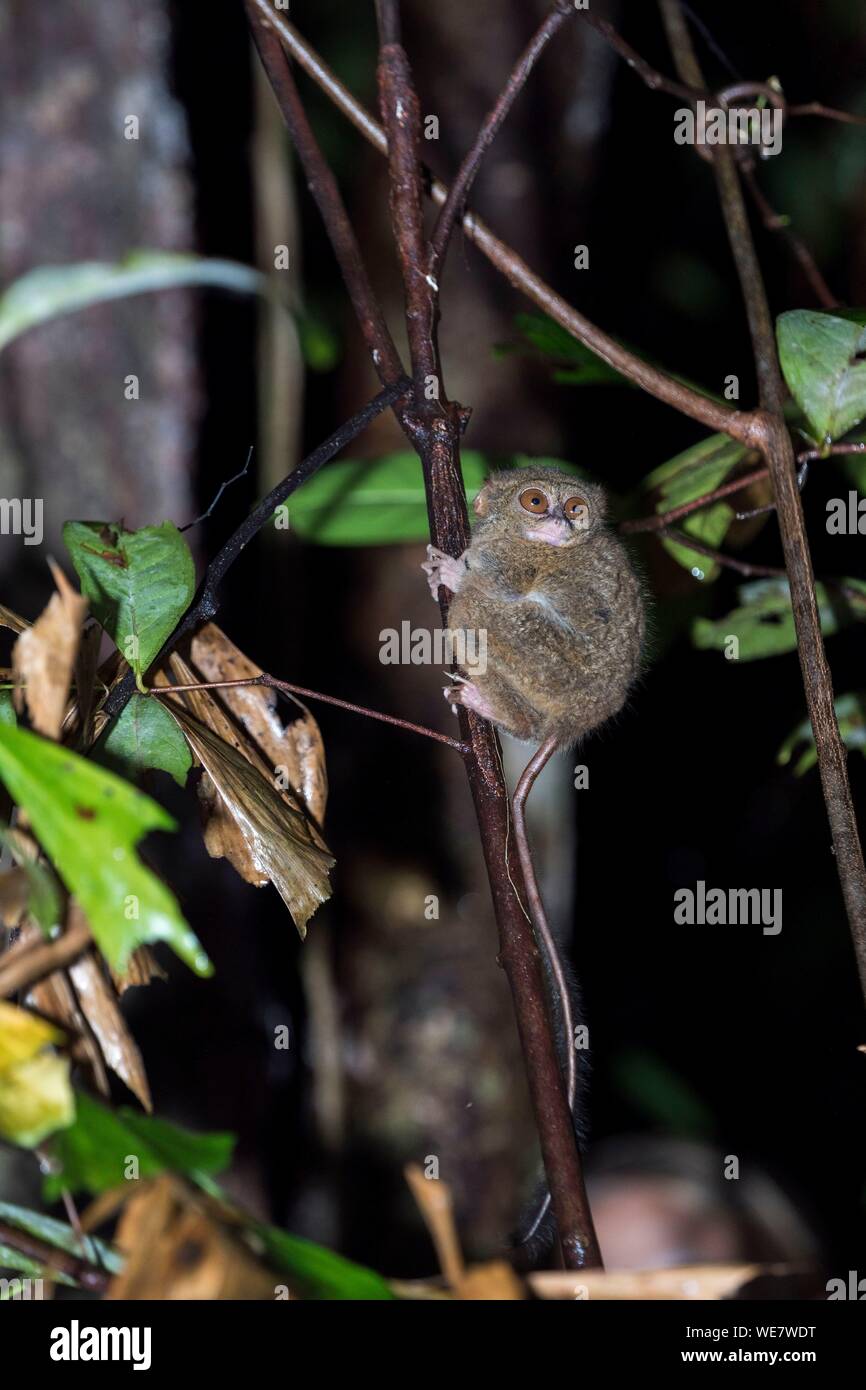 Indonesia, Celebes, Sulawesi, Tangkoko National Park, Spectral tarsier ...