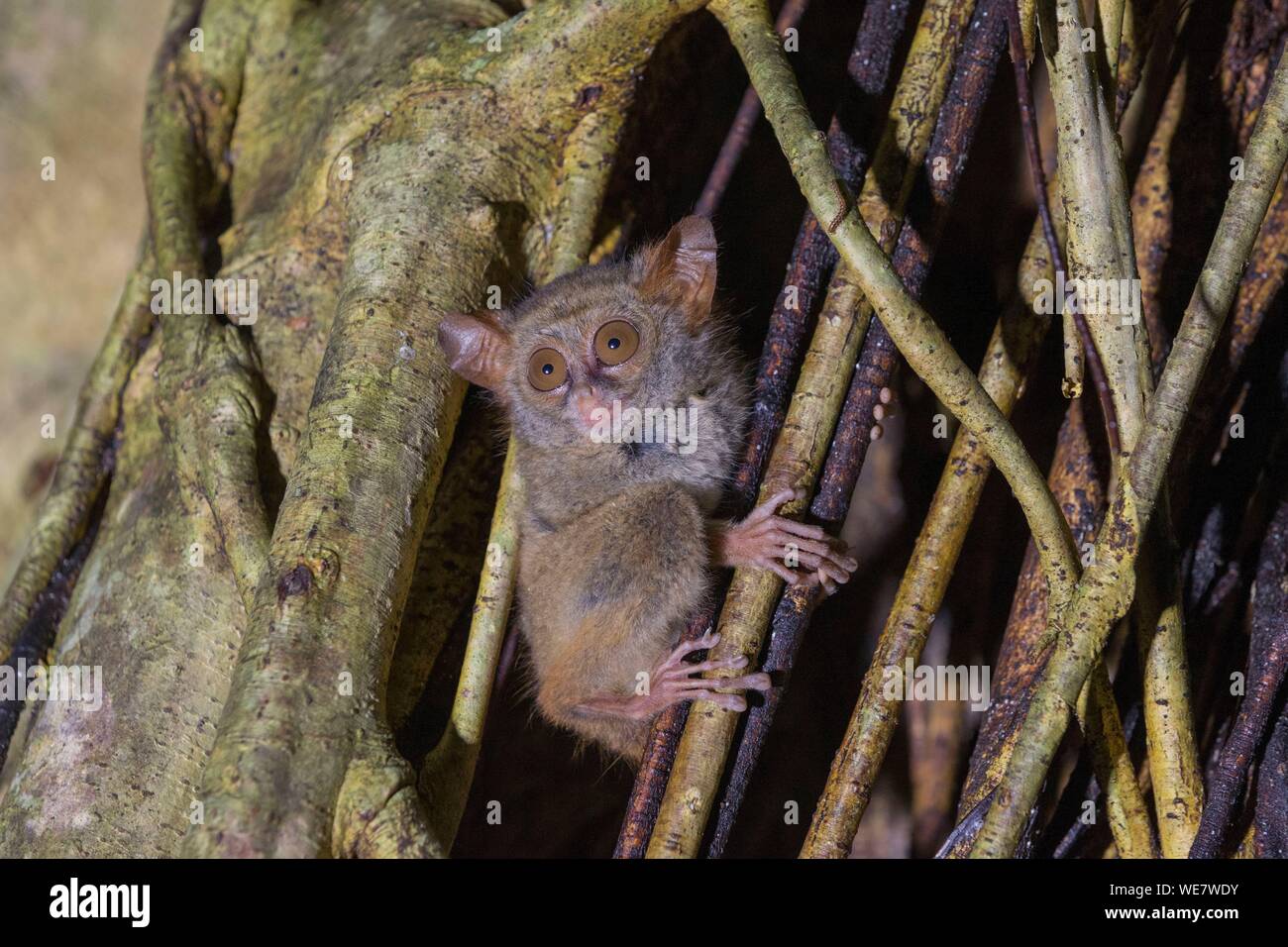Indonesia, Celebes, Sulawesi, Tangkoko National Park, Spectral tarsier ...