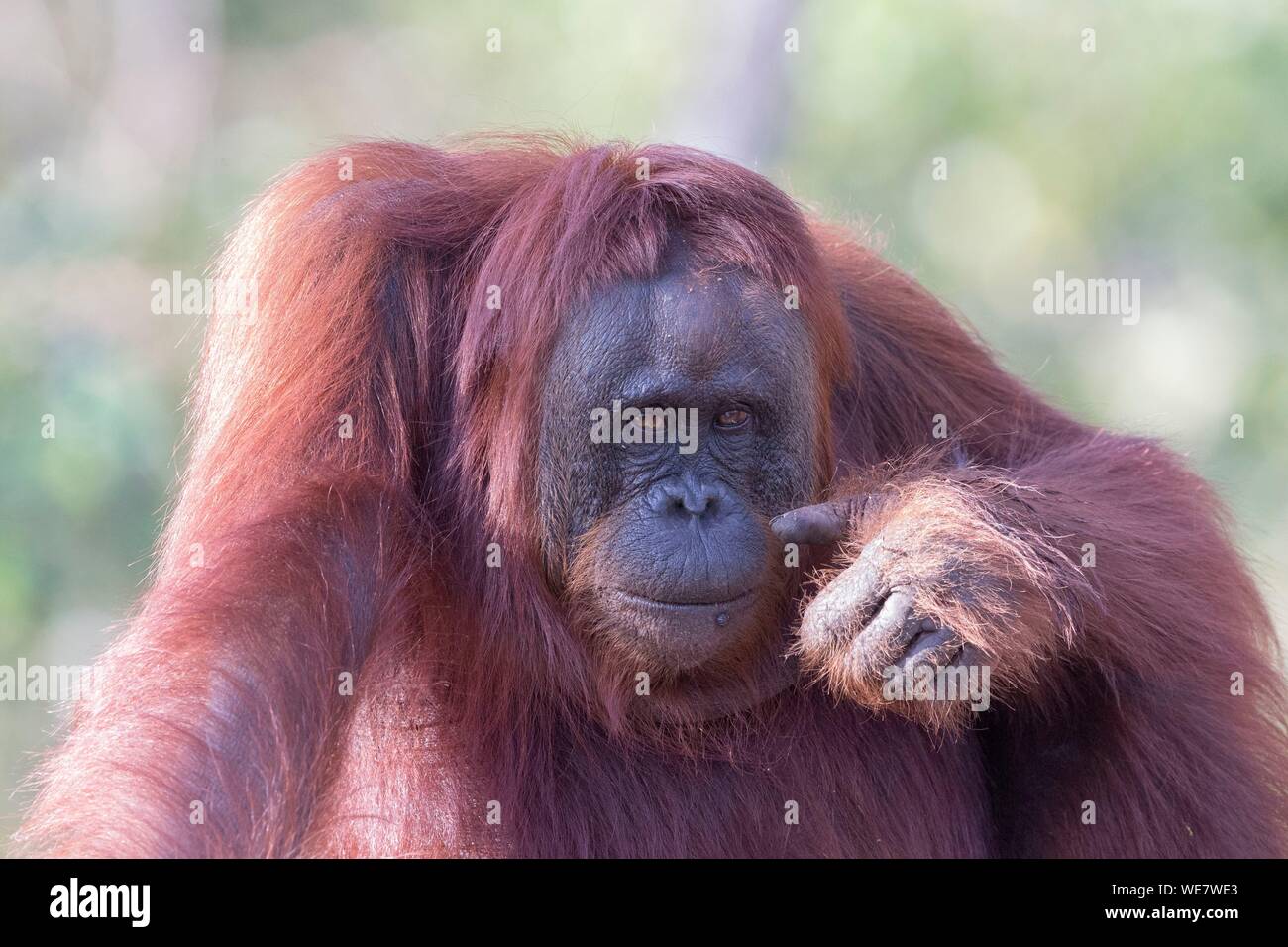 Indonesia, Borneo, Tanjung Puting National Park, Bornean orangutan ...