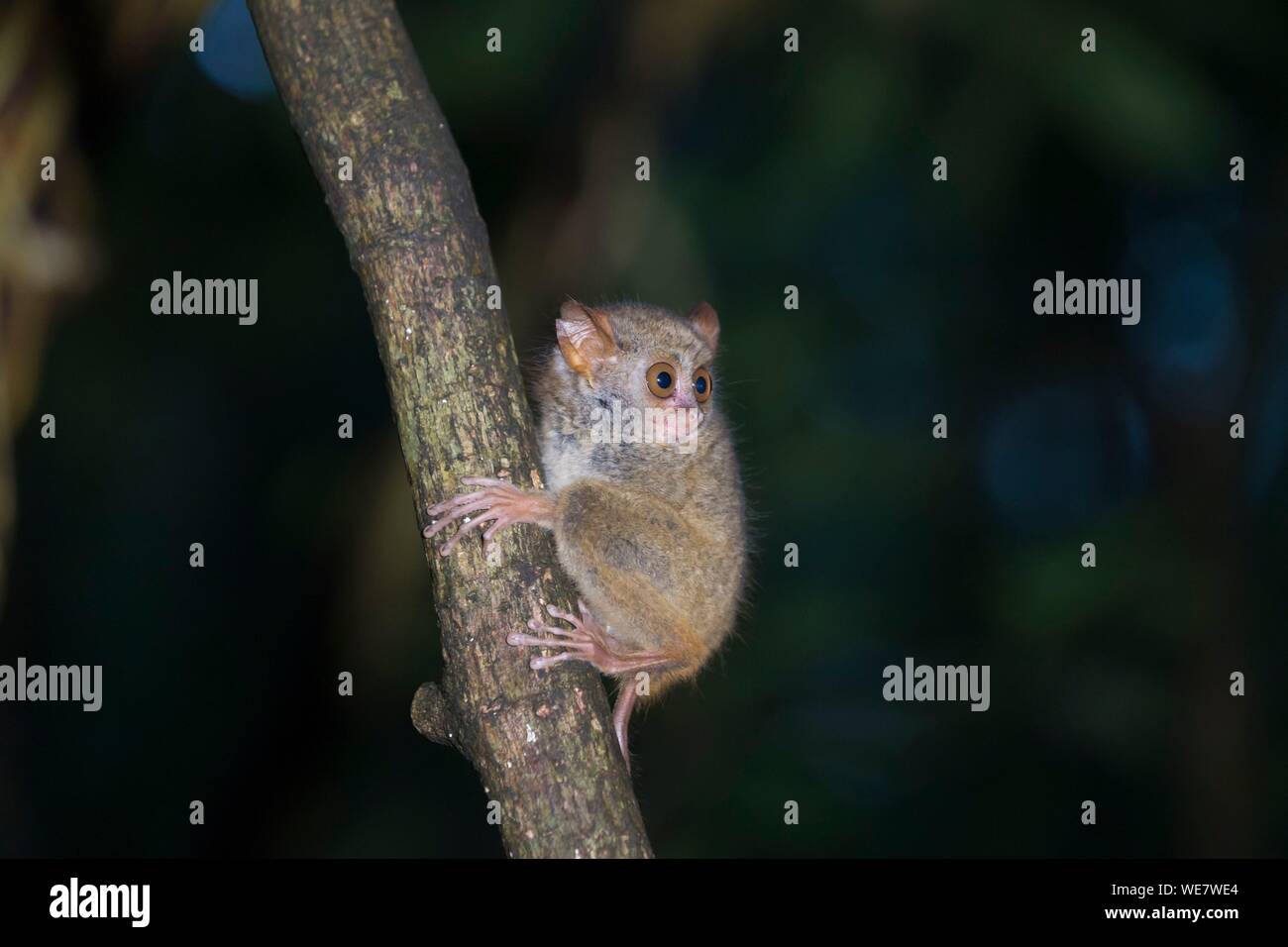Indonesia, Celebes, Sulawesi, Tangkoko National Park, Spectral tarsier ...