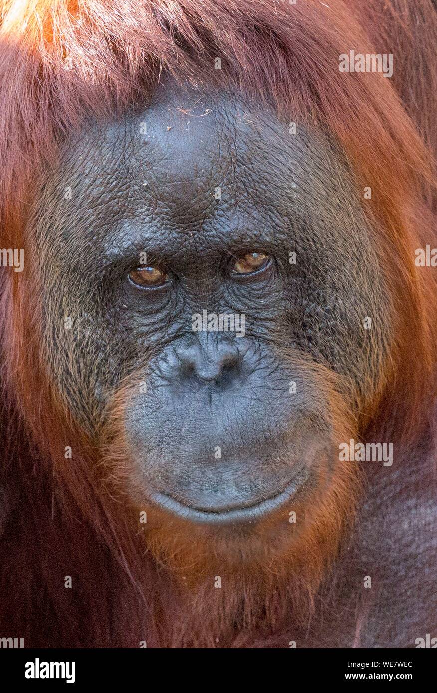 Indonesia, Borneo, Tanjung Puting National Park, Bornean orangutan ...