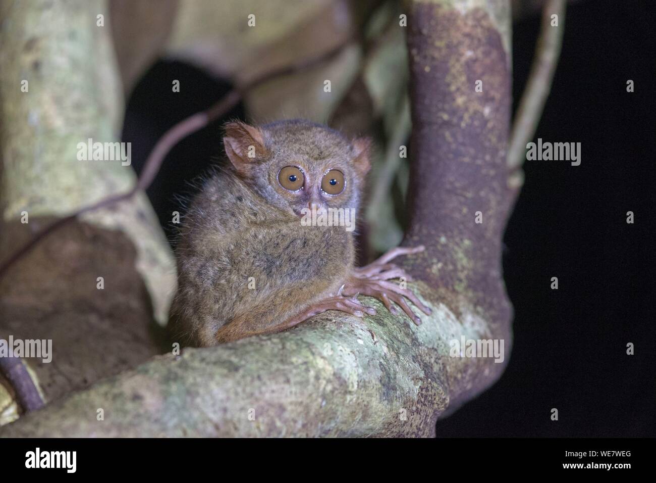 Indonesia, Celebes, Sulawesi, Tangkoko National Park, Spectral tarsier ...