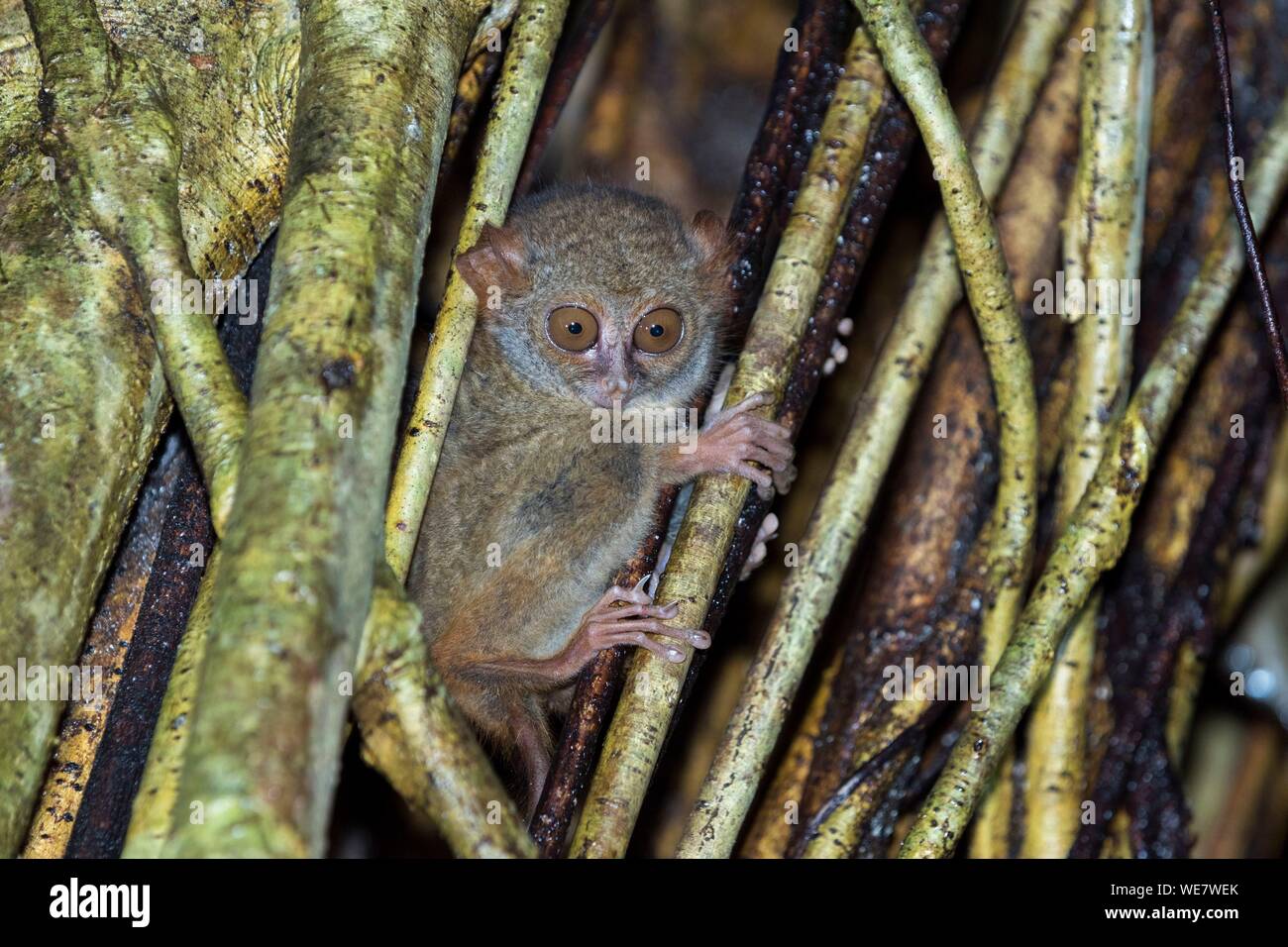 Indonesia, Celebes, Sulawesi, Tangkoko National Park, Spectral tarsier ...