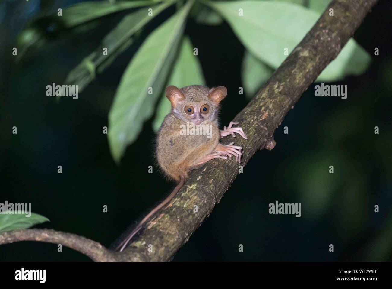 Indonesia, Celebes, Sulawesi, Tangkoko National Park, Spectral tarsier ...