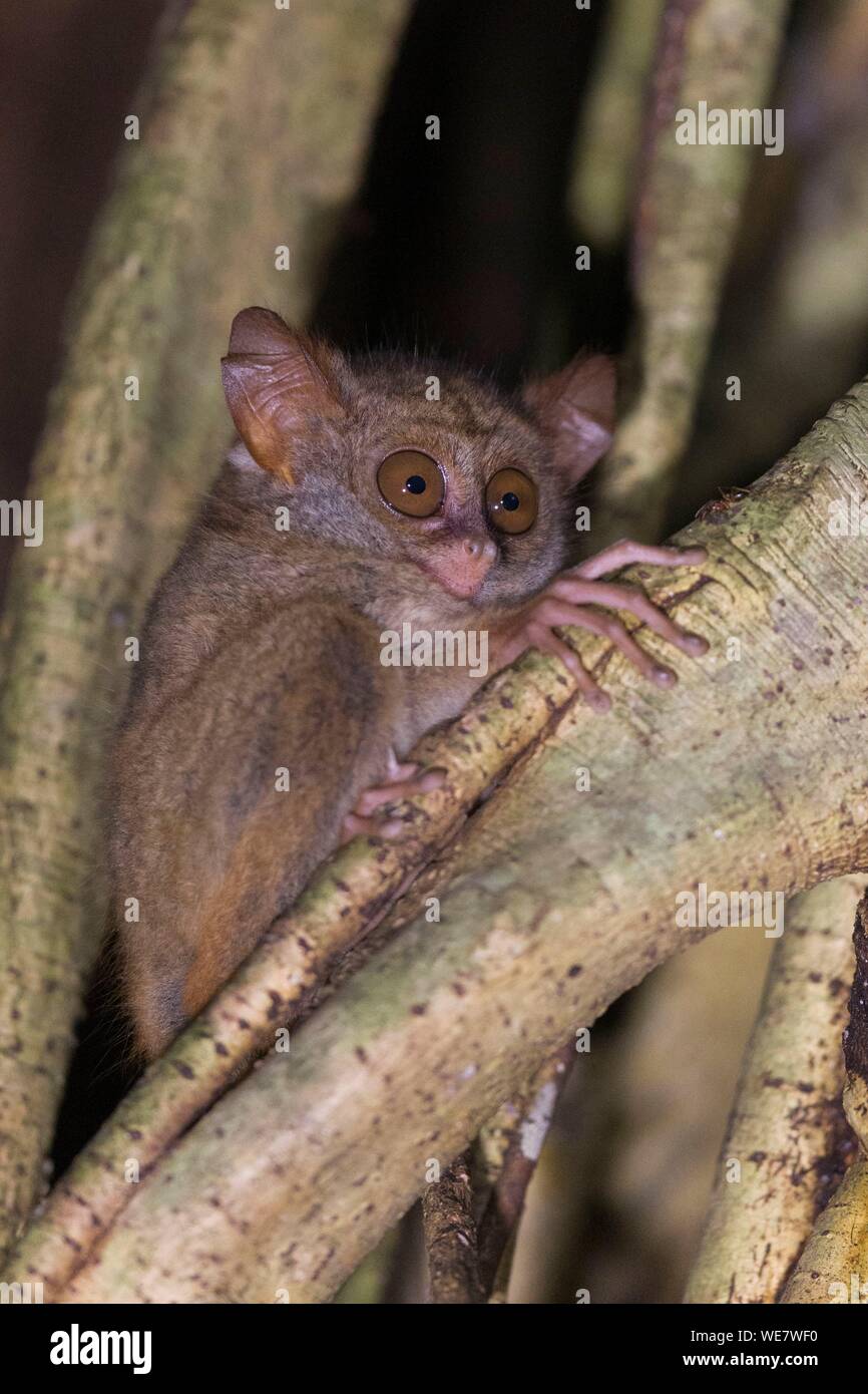 Indonesia, Celebes, Sulawesi, Tangkoko National Park, Spectral tarsier ...