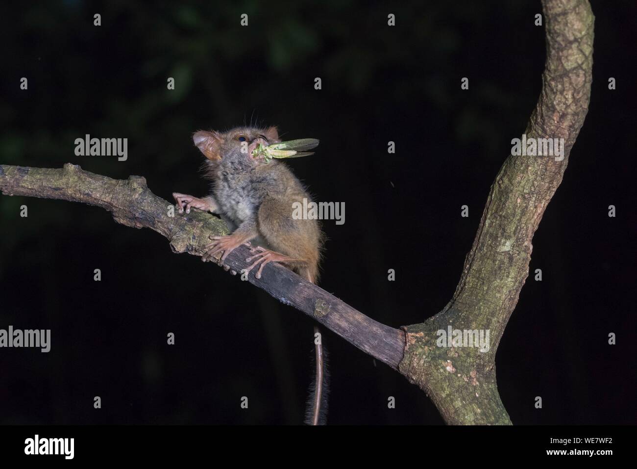 Indonesia, Celebes, Sulawesi, Tangkoko National Park, Spectral tarsier ...