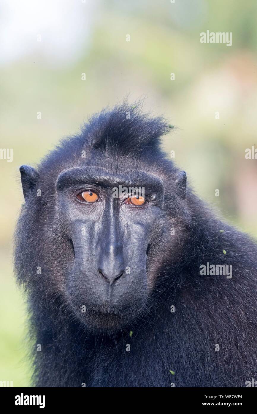 Indonesia, Celebes, Sulawesi, Tangkoko National Park, Celebes crested macaque or crested black ...