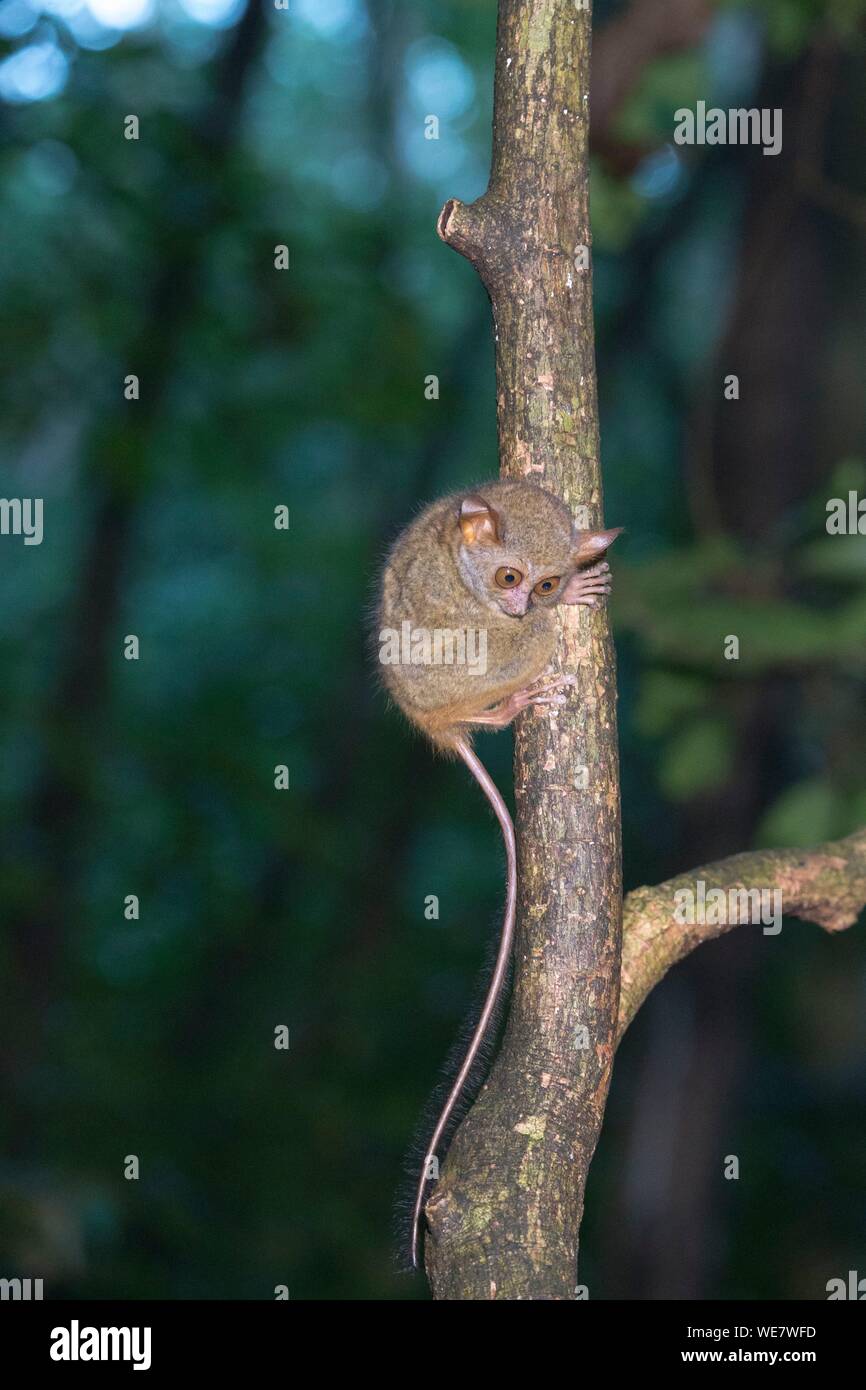 Indonesia, Celebes, Sulawesi, Tangkoko National Park, Spectral tarsier ...