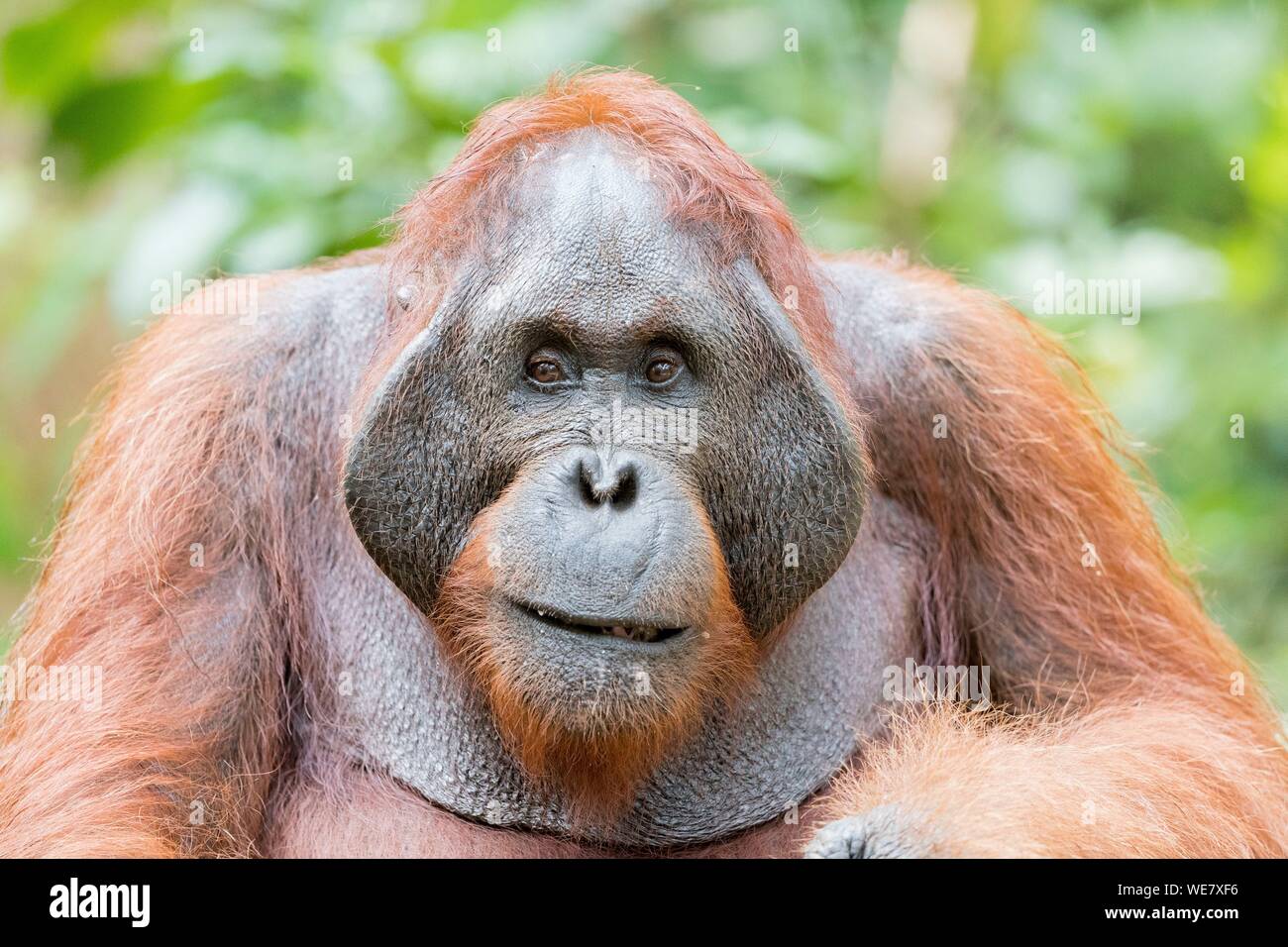 Indonesia, Borneo, Tanjung Puting National Park, Bornean orangutan ...