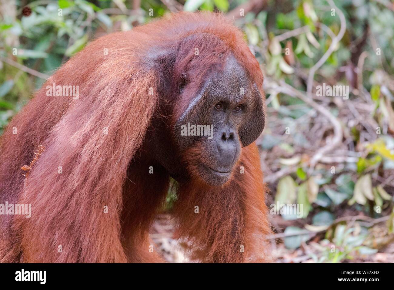 Indonesia, Borneo, Tanjung Puting National Park, Bornean orangutan ...