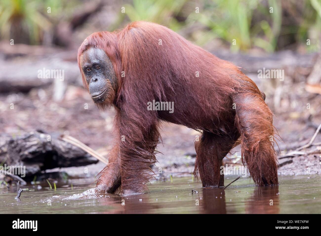 Indonesia, Borneo, Tanjung Puting National Park, Bornean orangutan ...