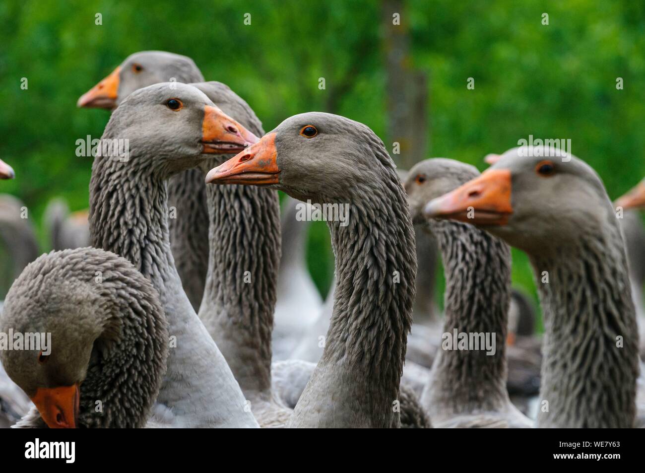 Domestic animals group hi-res stock photography and images - Alamy