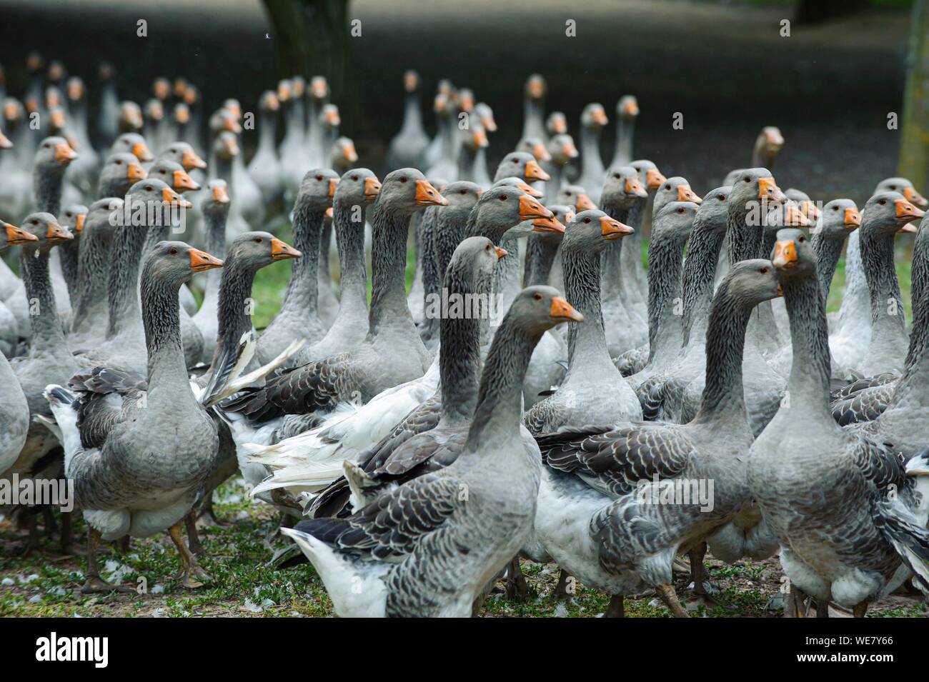 Domestic animals group hi-res stock photography and images - Alamy