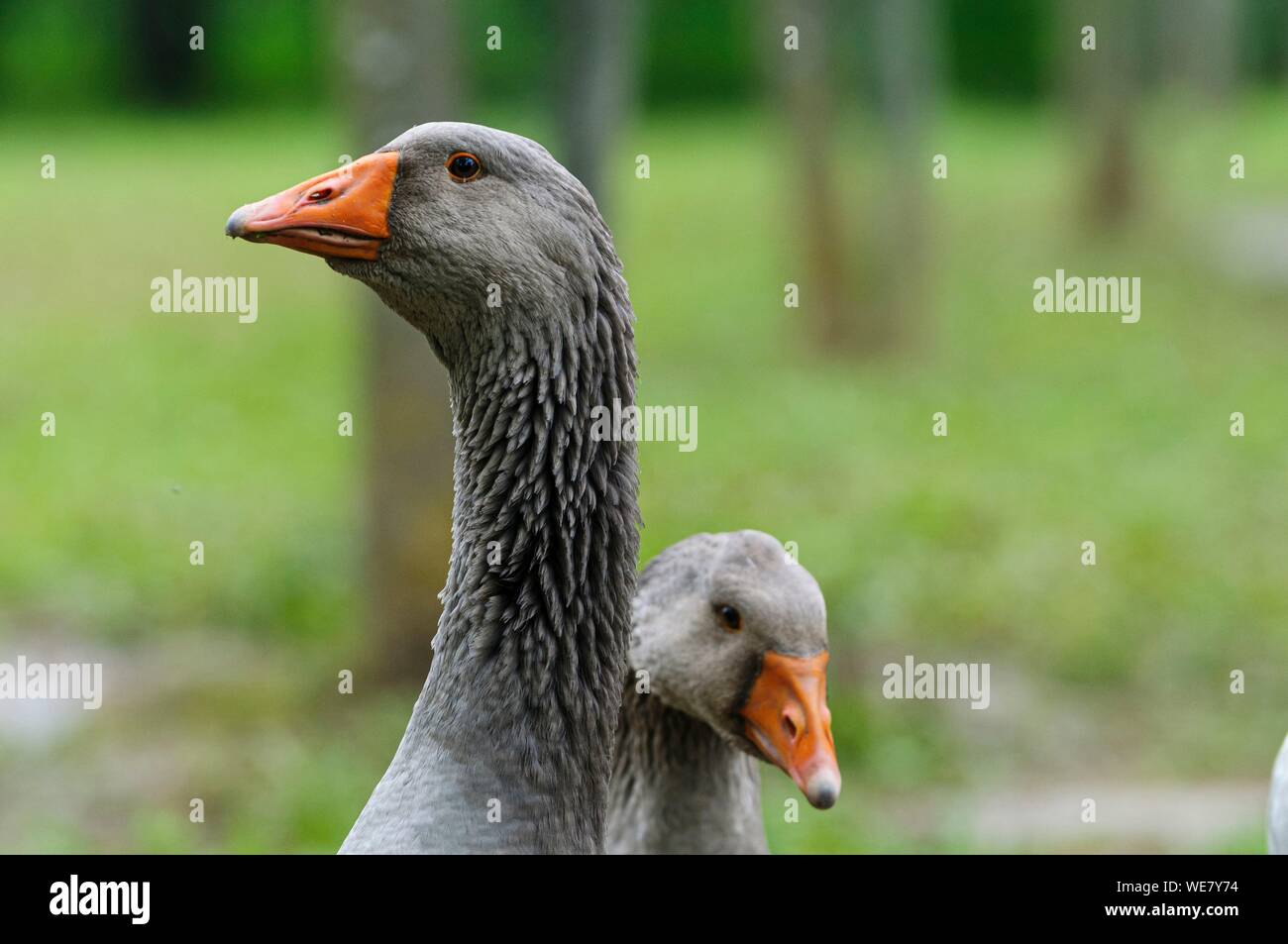 Perigord Goose High Resolution Stock Photography and Images - Alamy