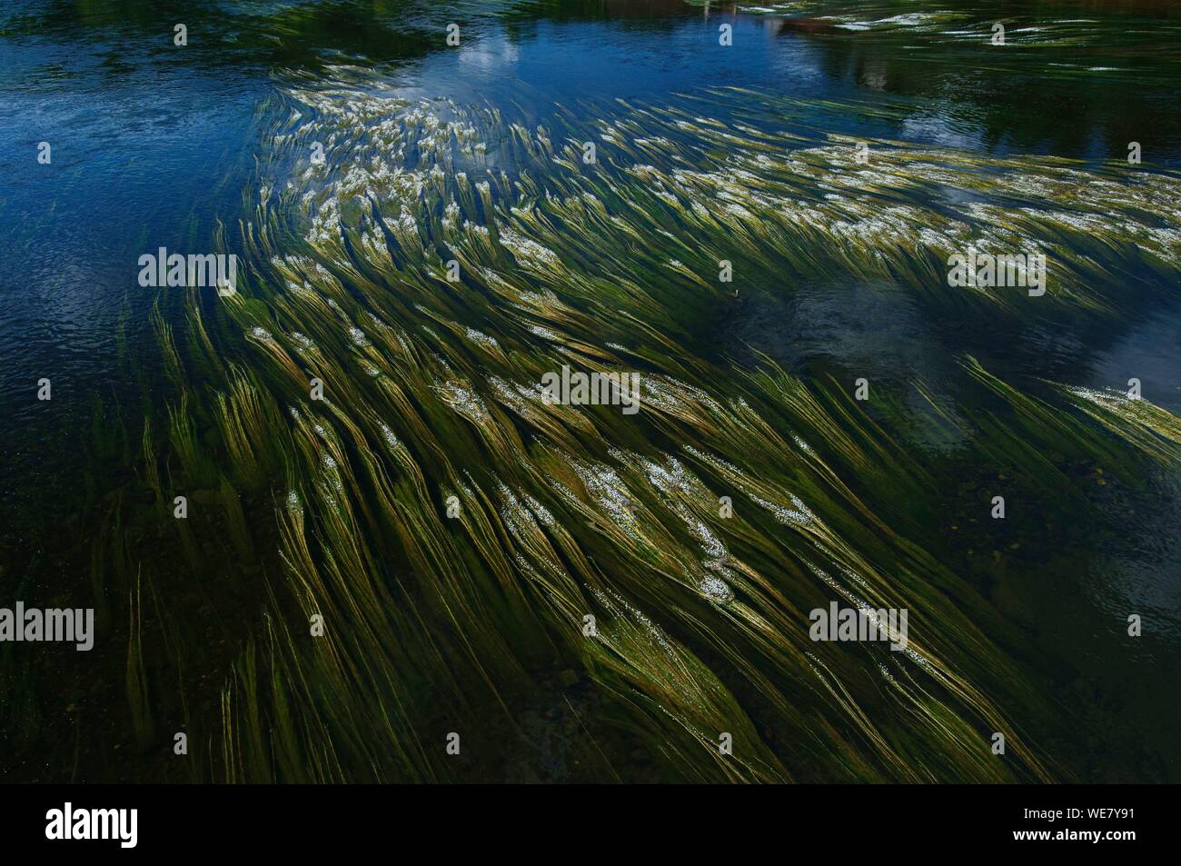 France, Dordogne, Ranunculus aquatilis on the Dordogne river Stock ...