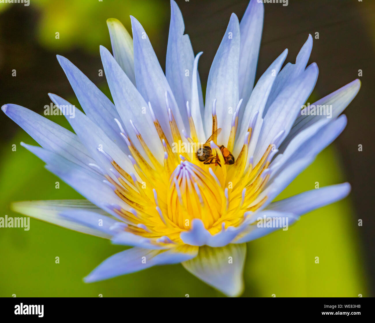 Bee in purple flower hi-res stock photography and images - Alamy