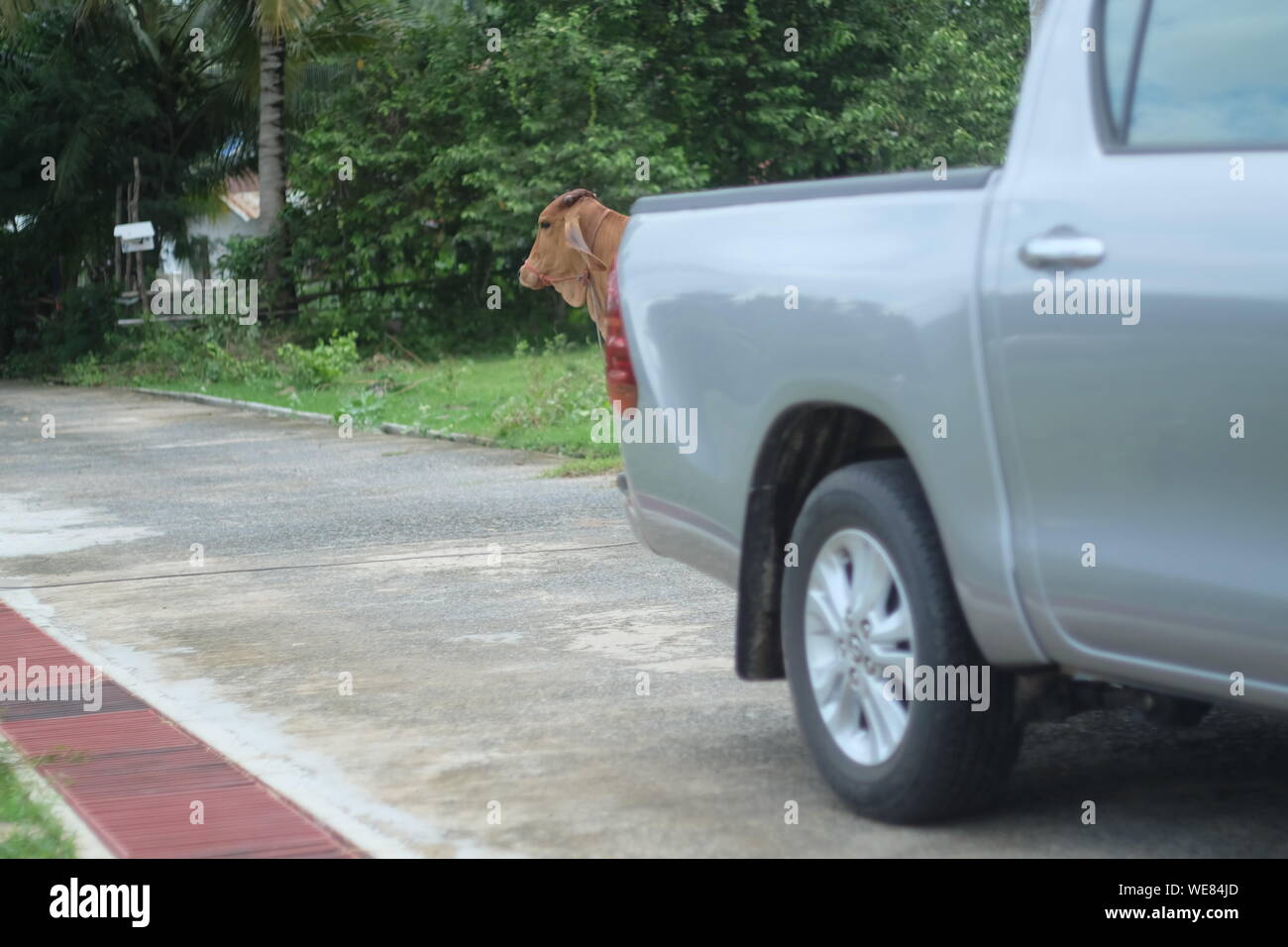Cow Car High Resolution Stock Photography and Images - Alamy