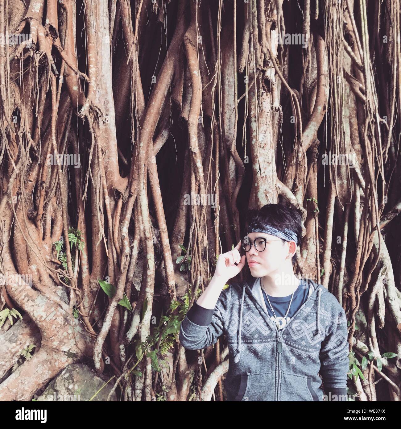 Handsome tree hi-res stock photography and images - Alamy