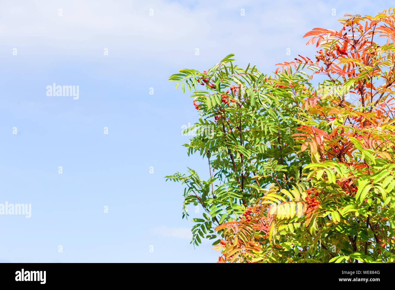 Autumn day. Beautiful Rowan tree and blue sky for copy space Stock ...