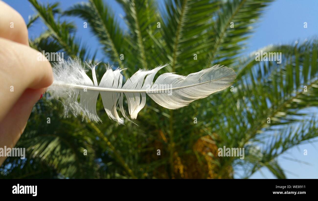 Large palm tree leaves hi-res stock photography and images - Alamy