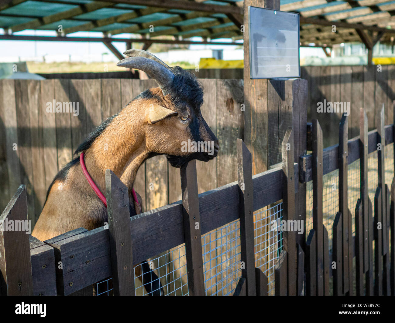 A curious goat peeks out from behind a fence. Pet on a small farm Stock ...