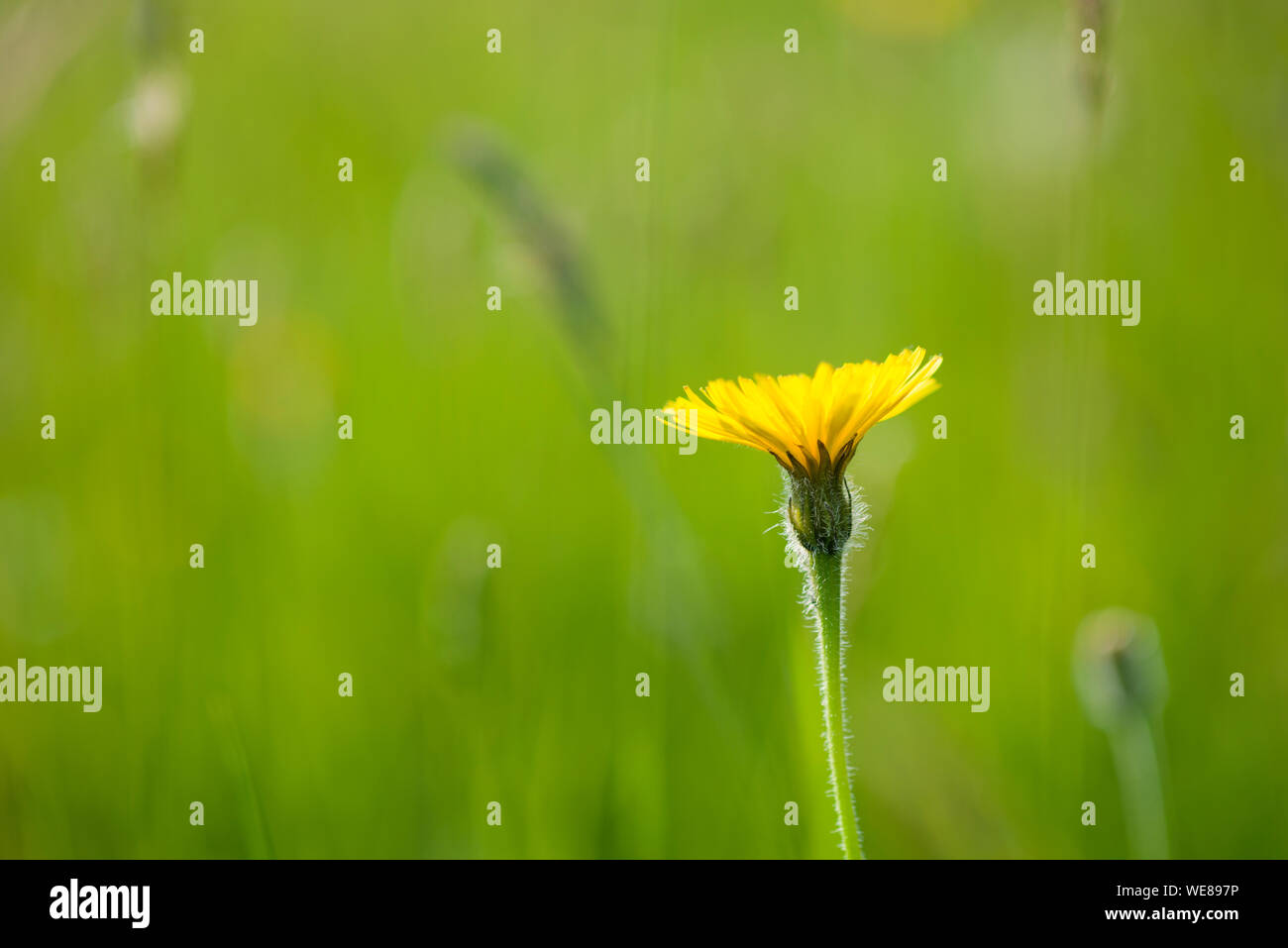 L hispidus hi-res stock photography and images - Alamy