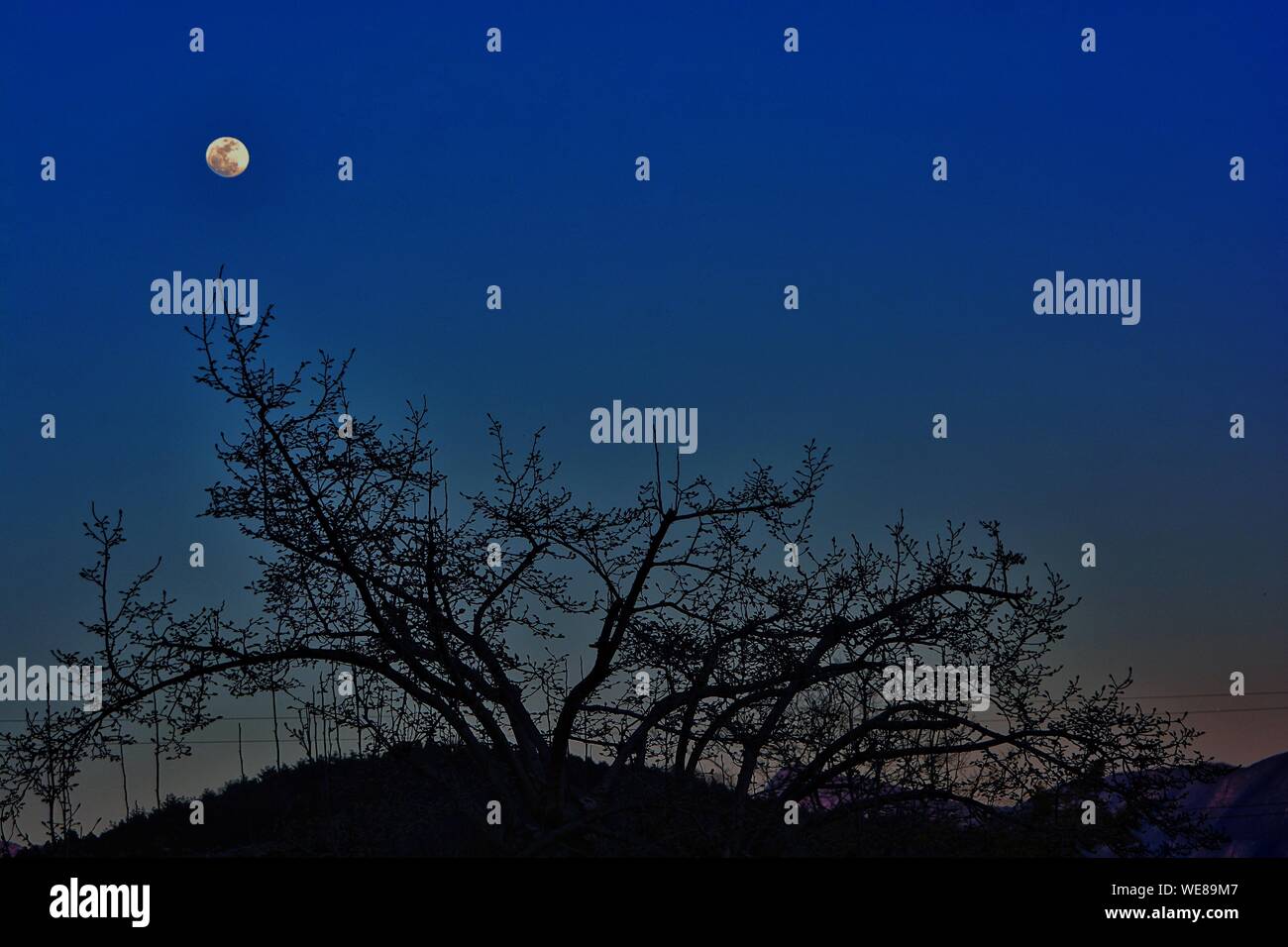 The moon and the tree hi-res stock photography and images - Alamy