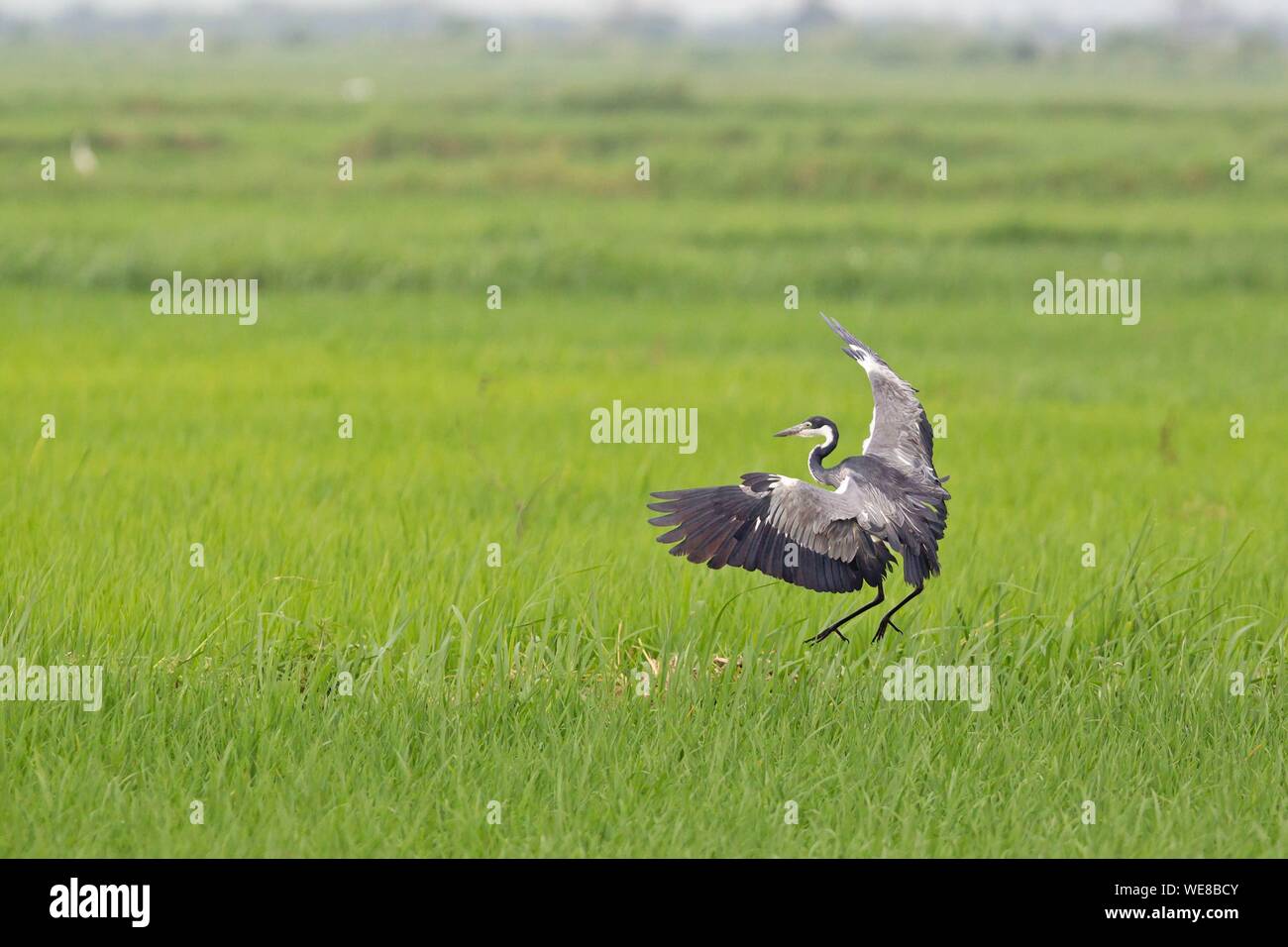 Rusizi national park burundi hi-res stock photography and images - Alamy