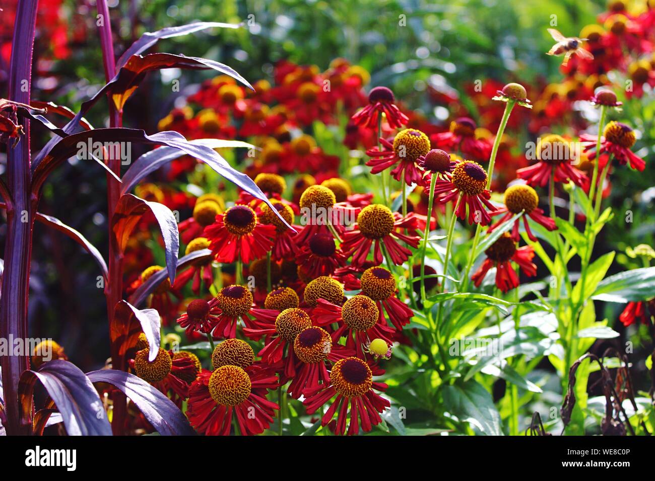Heleniums hi-res stock photography and images - Alamy